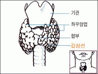 체중조절과 갑상선 : 건강/다이어트/암/민간요법 : 구라파닷컴